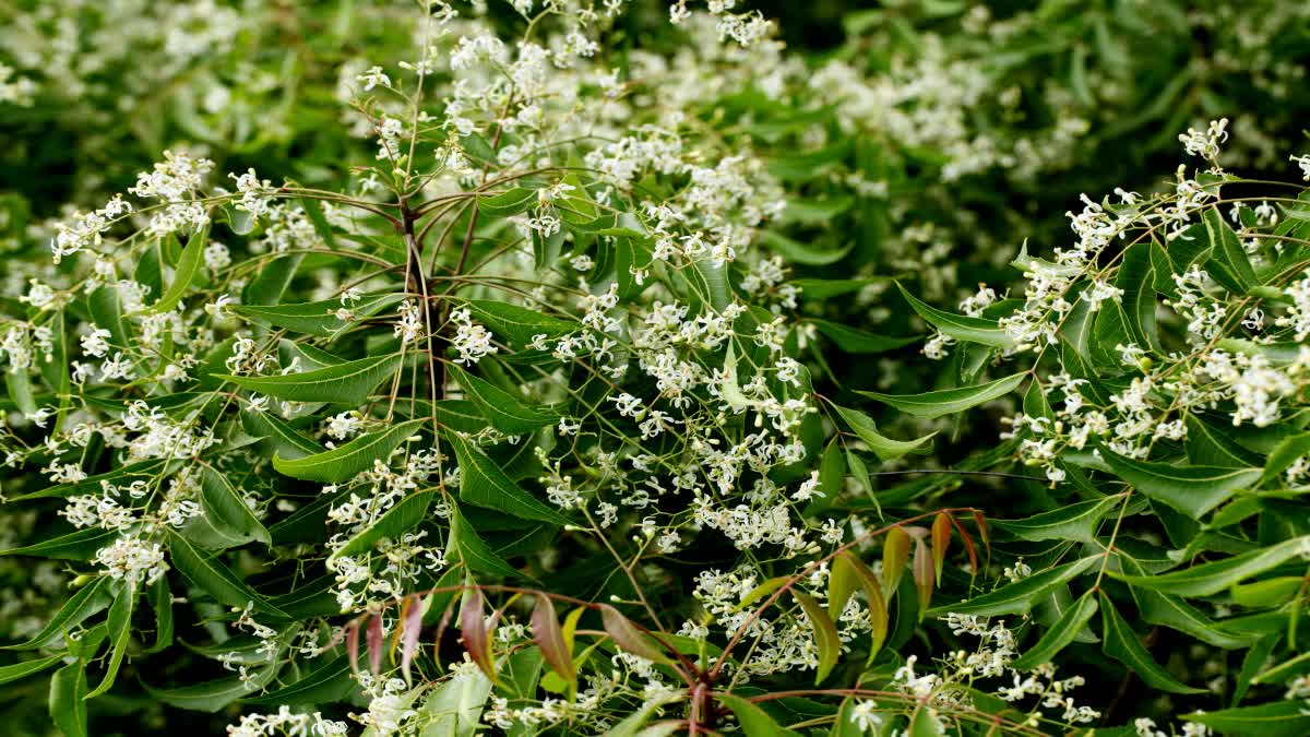వేప పువ్వుతో ఉగాది పచ్చడి కాదు - అద్దిరిపోయే "రోటి పచ్చడి" చేసుకోండి ...