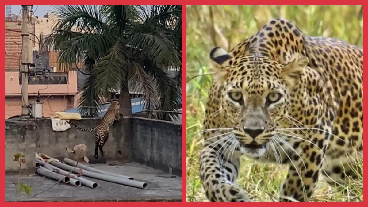 दिल्ली के बुराड़ी में तेंदुए ने मचाया आतंक, हमले से आधा दर्जन लोग घायल ...