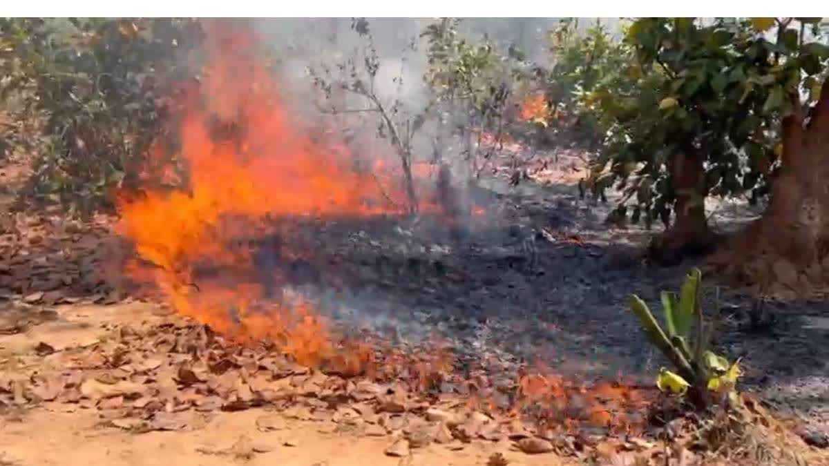 Mahua Collection In Jharkhand's Latehar Comes At An Environmental Cost
