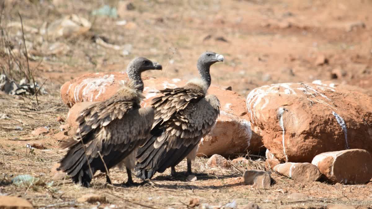 Flight Of Hope: Flock Of Rare Long-Billed Vultures Sighted In Madhya ...