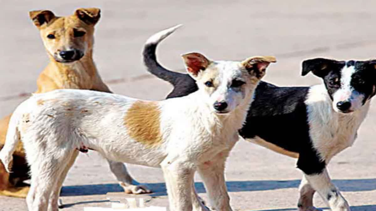 One-Year-Old Mauled to Death by Horde of Stray Dogs in Shamshabad