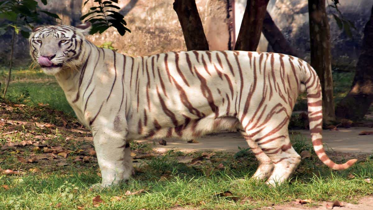 Central Zoo Authority Okays White Tiger Breeding Centre In Rewa
