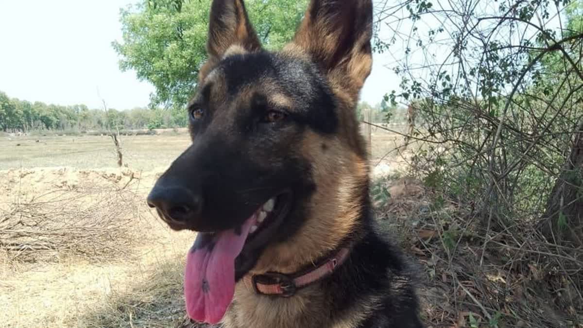 Loyal Till The Last Breath: German Shepherd Dies While Saving Owner ...
