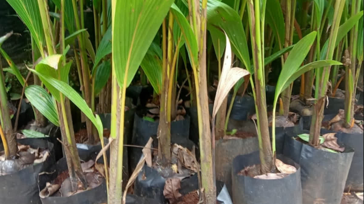 Kerala's Kuttiadi Coconut Aims For GI Tag With A Lifespan Of 100 Years