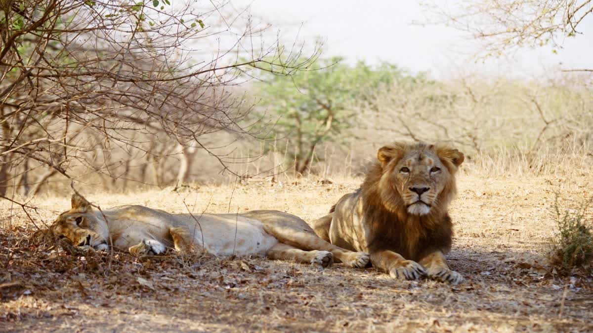 Project Lion: ગુજરાતની શાન એશિયાઈ સિંહોના સંરક્ષણ માટે કેન્દ્ર સરકારે ...