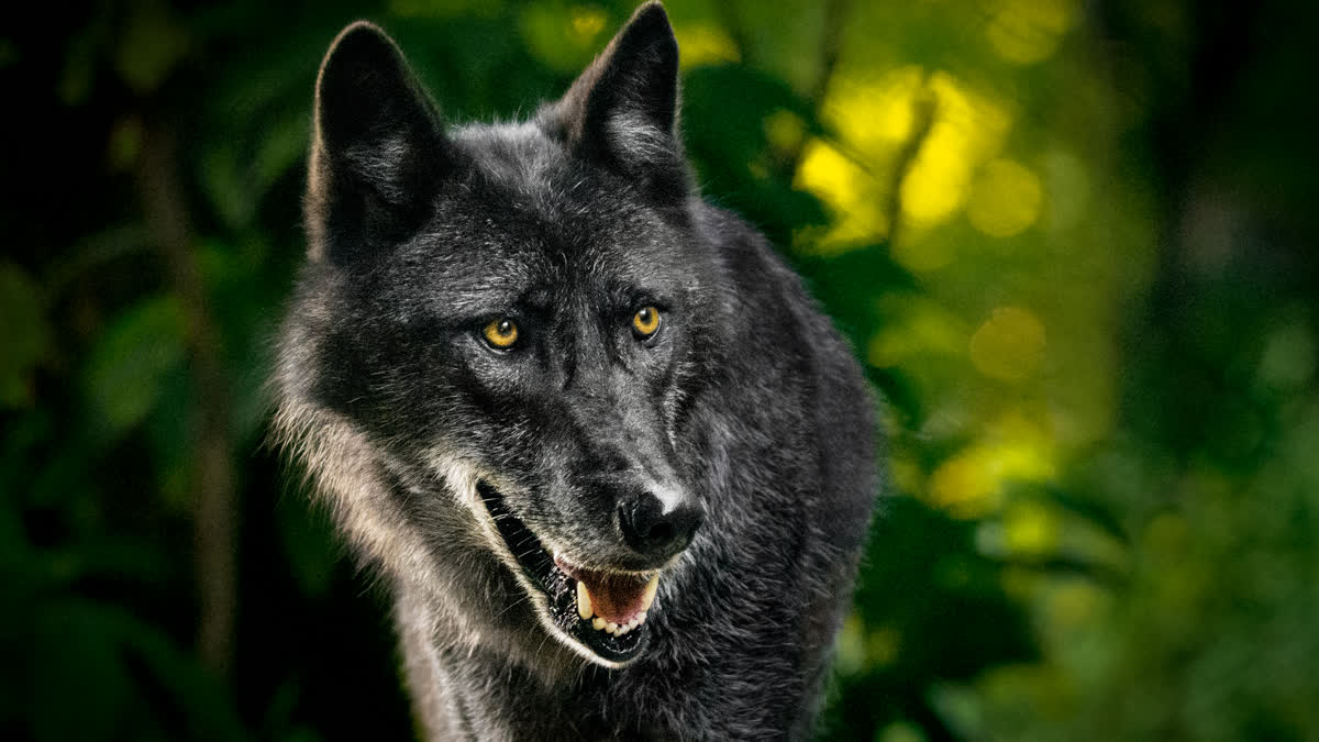 For The First Time In Madhya Pradesh, Wolves In Nauradehi Wildlife ...