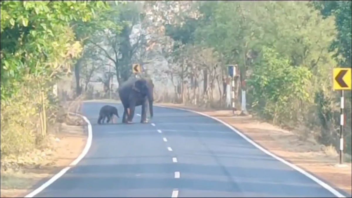 And The Baby Elephant Was Named Buddhaditya Amid Celebrations On 21st ...