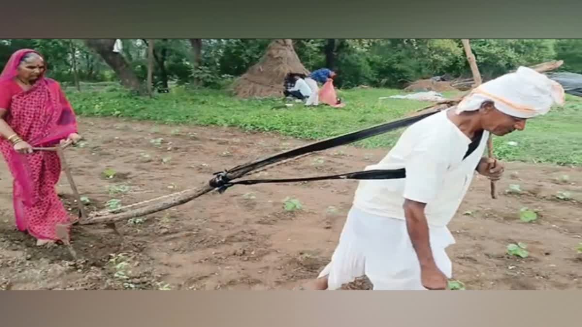 महाराष्ट्र : 76 साल का किसान और उसकी पत्नी 10 साल से हाथ से जोत रहे खेत ...