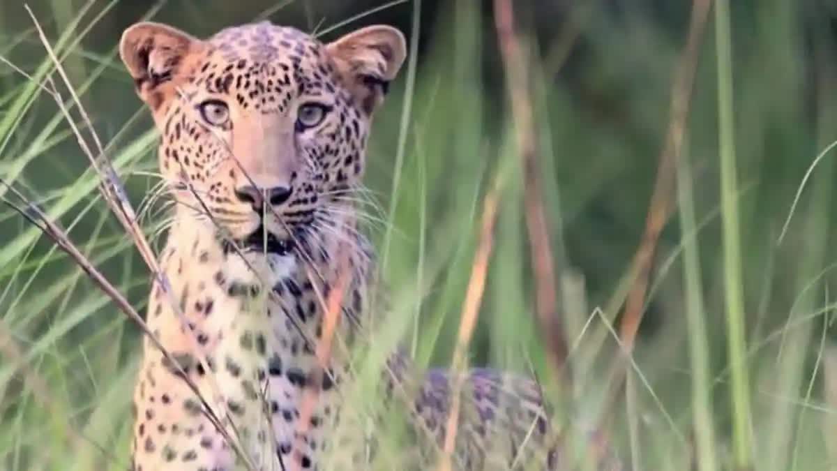 Leopard Population Declines by Over 15 Percent in Chhattisgarh: Report