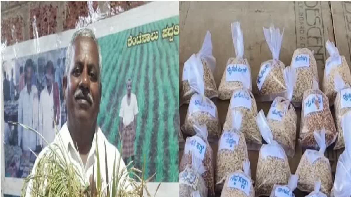 From Poverty To Prosperity: Farmer Cultivates 260 Indigenous Rice ...