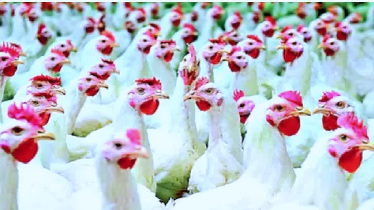 What Is Avian Influenza, A Bird Flu That Has Claimed Thousands Of ...
