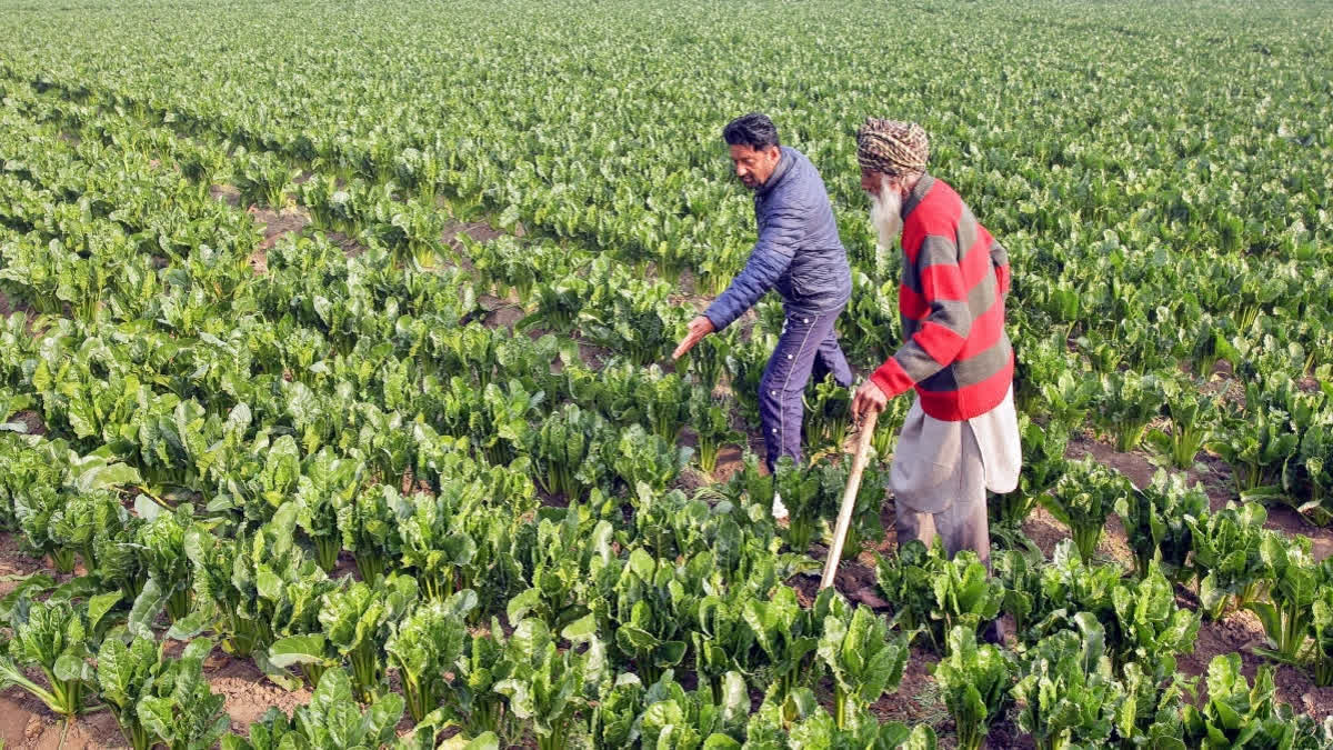 Farmers Share Key Measures To Deal With Climate Change Challenges