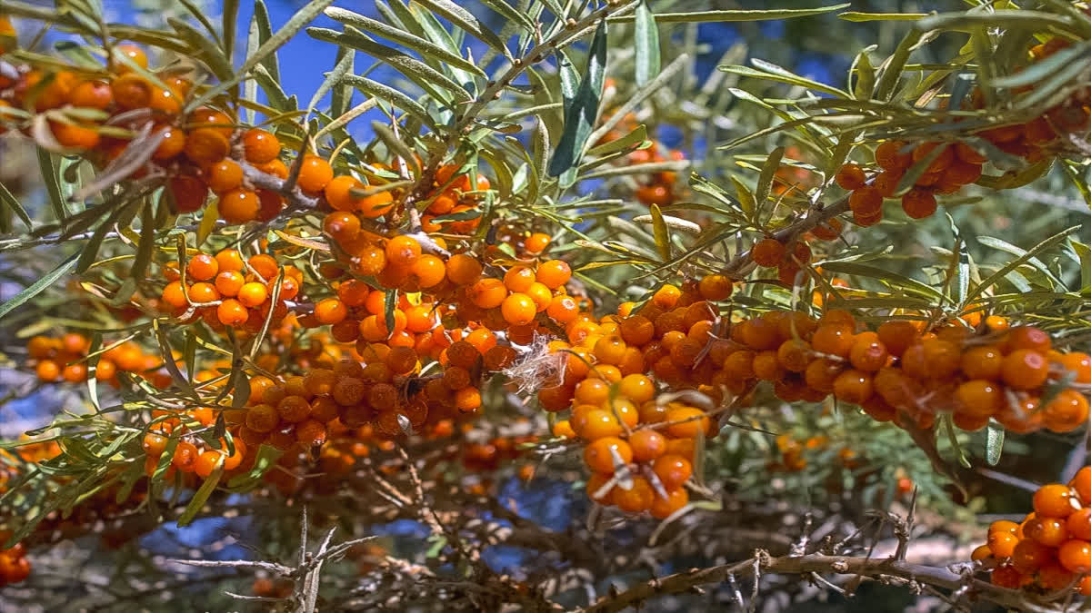 Seabuckthorn: The Wonder Plant Of Ladakh