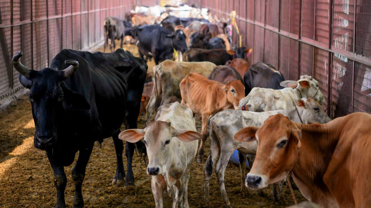 Cabinet Okays Revision Of Livestock Health And Disease Control ...