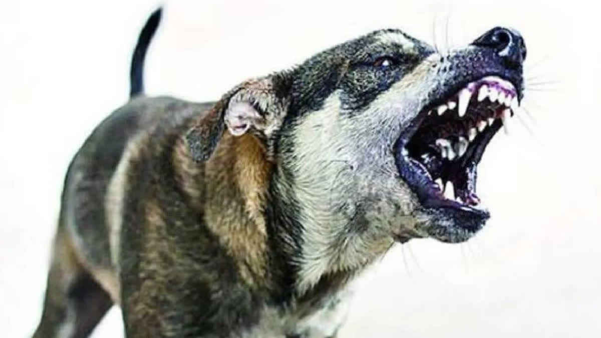 Rabies Claims Life Of 7-Year-Old Girl In Kerala Despite Treatment