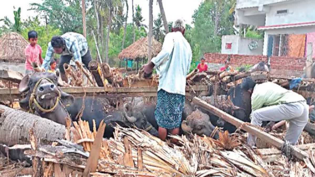 8 Killed As Heavy Rains Wreak Havoc In Andhra Pradesh; Widespread ...