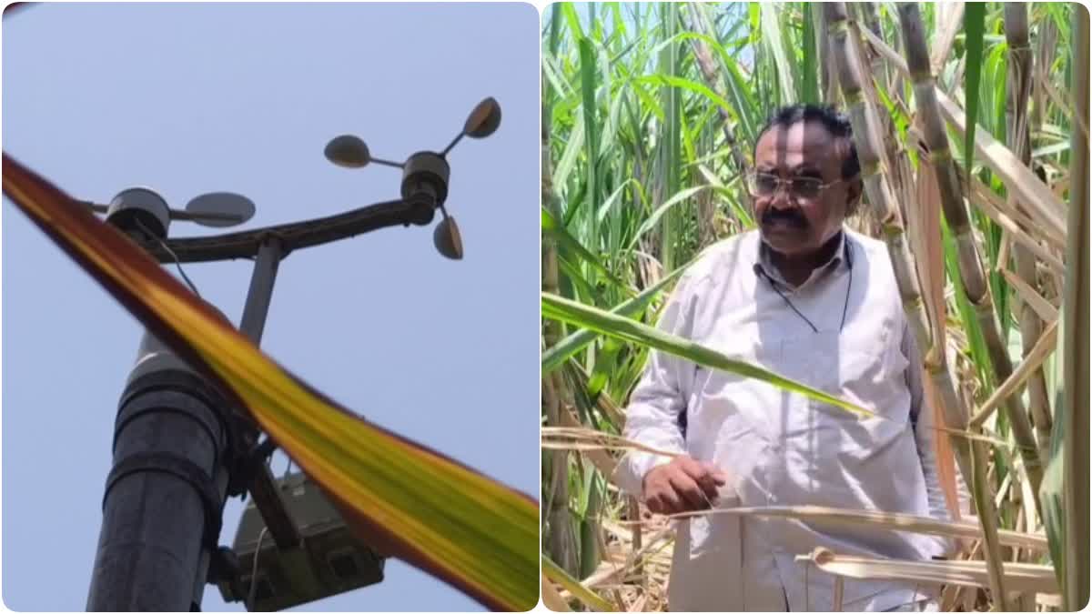 ಕಬ್ಬು ಕೃಷಿಯಲ್ಲಿ AI ಬಳಕೆ: ದಾಖಲೆಯ ಇಳುವರಿ ಪಡೆದ ಮಾದರಿ ರೈತ ಹೇಳೋದೇನು?