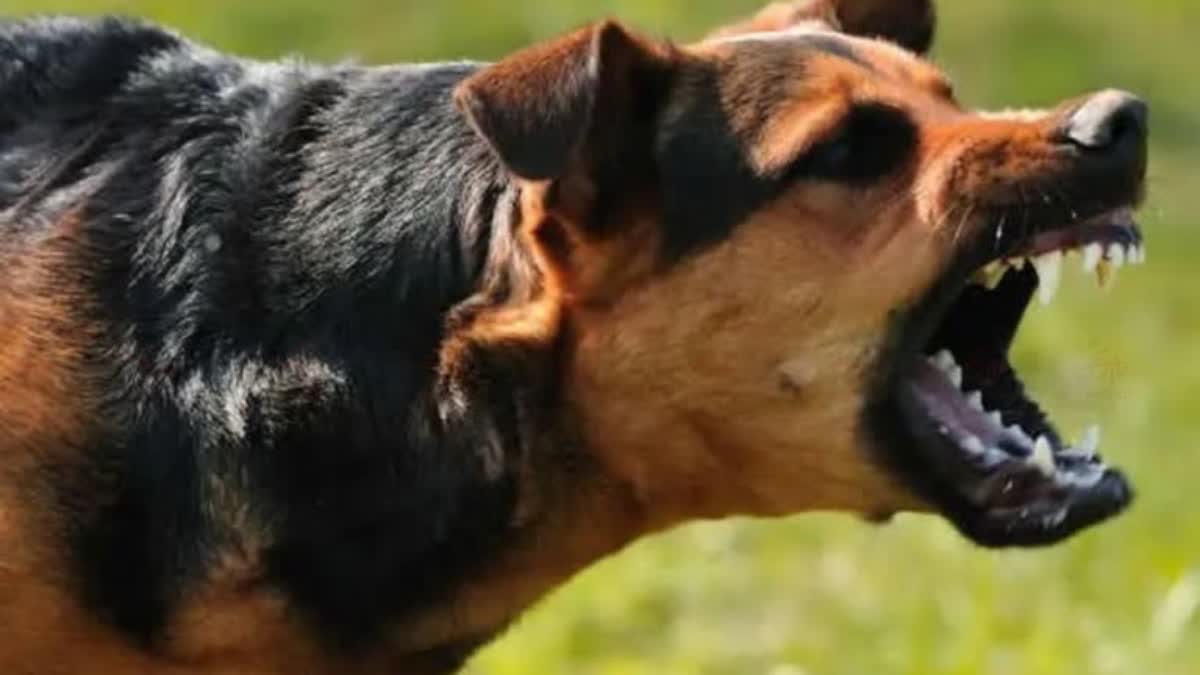 Kerala: Children's Deaths Spark Widespread Concerns Over Effectiveness ...