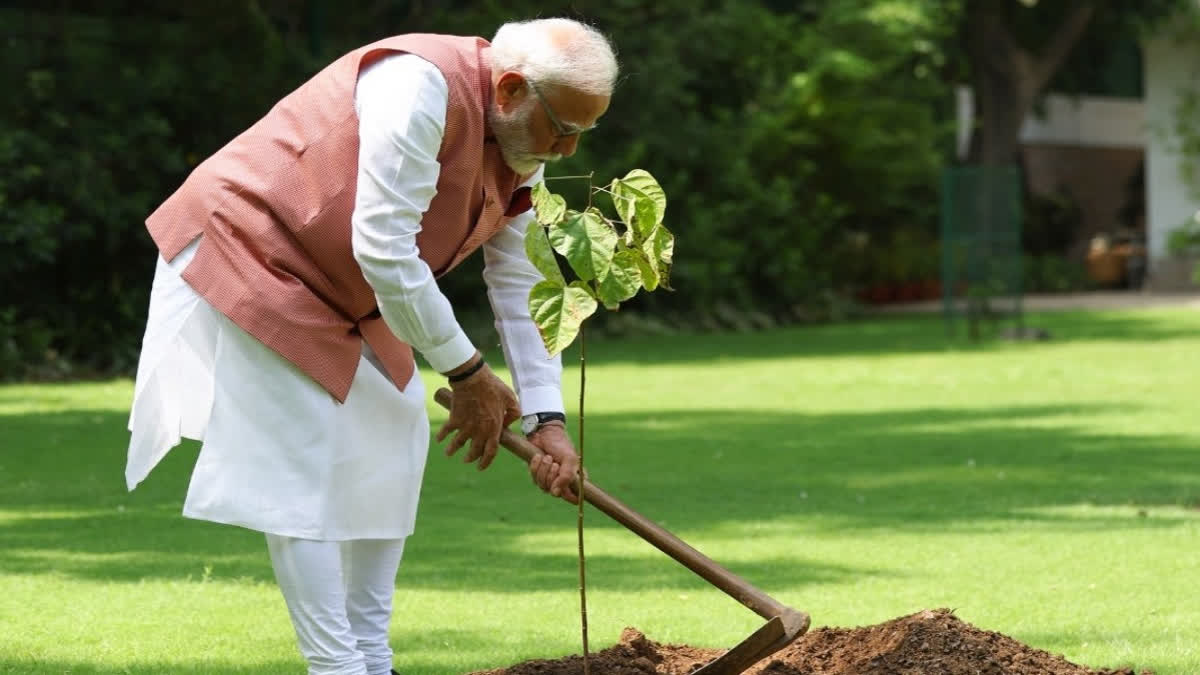 On World Environment Day, PM Modi Plants Sindoor Sapling At Residence