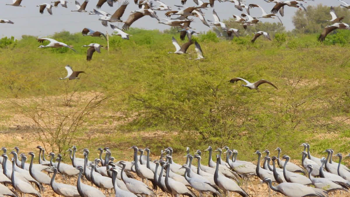 Rajasthan's 2 Wetlands, Khichan And Menar, Declared Ramsar Sites