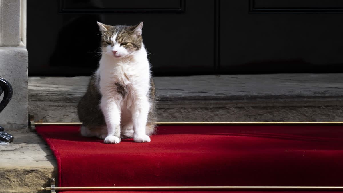 'Chief Mouser' Larry Has Seen Five UK Prime Ministers; To See Sixth One