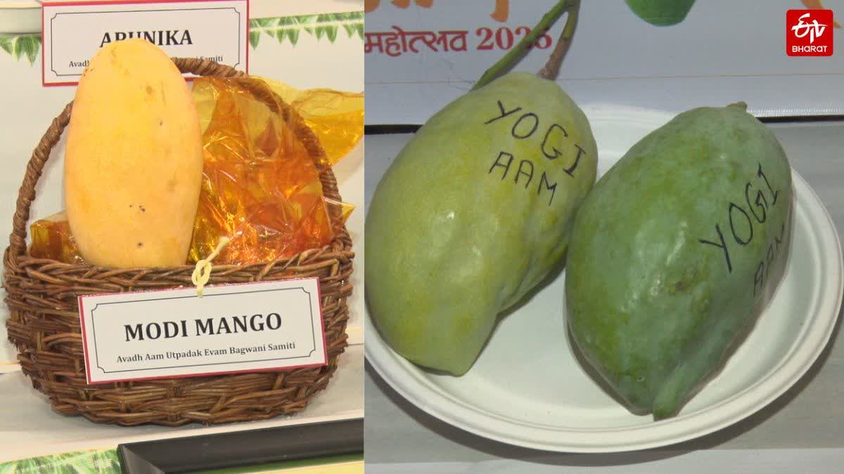 From Anarkali To Modi Mango: Over 1,000 Varieties Showcase At Mango ...