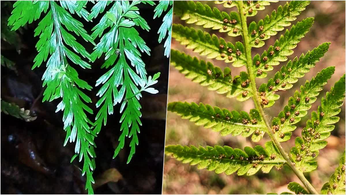 First-Ever Fern Diversity Map In Jammu Kashmir Signals Climate Shifts ...