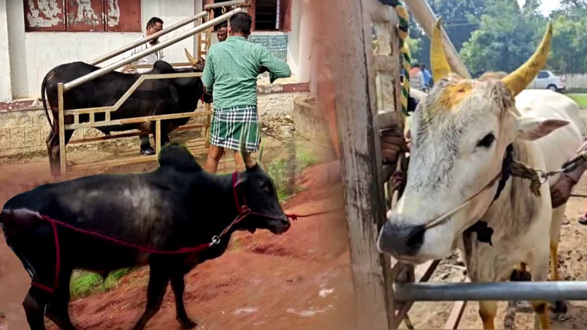 Madurai: Owners prepare their bulls for 'Jallikattu', the popular bull ...