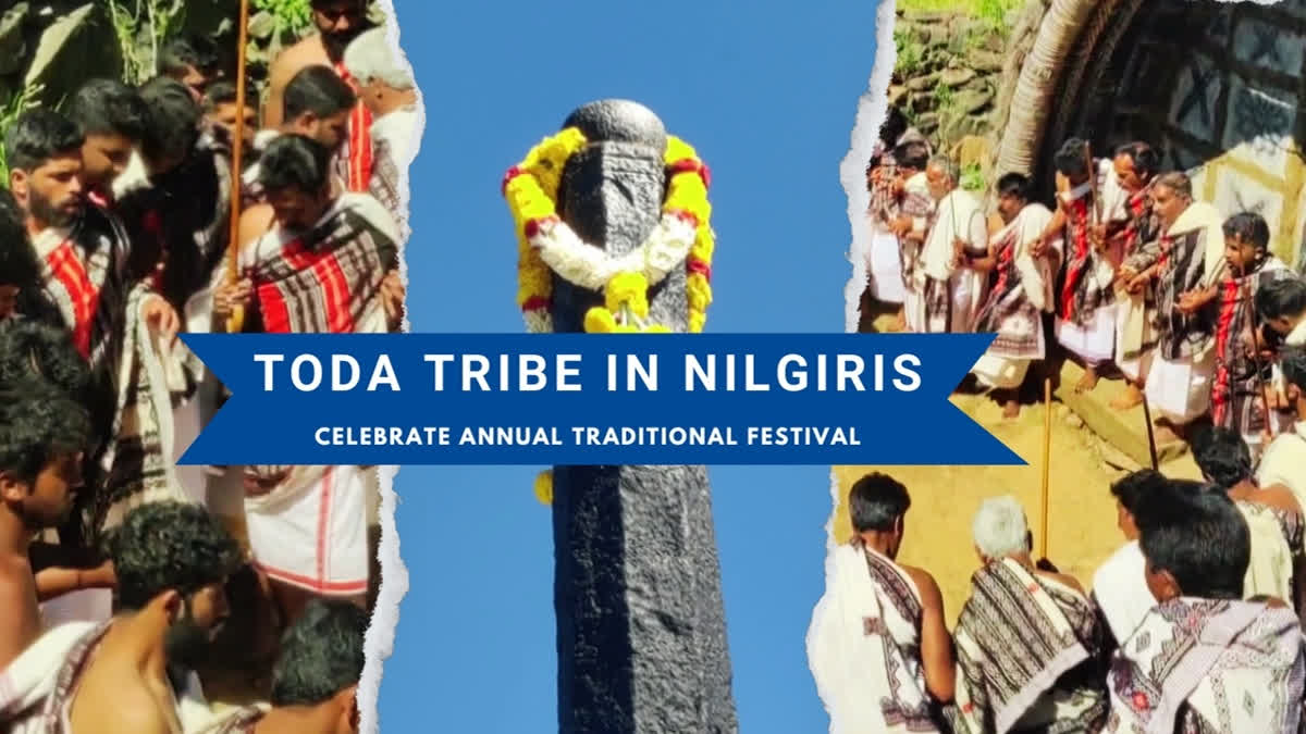 Tamil Nadu: Toda Tribe In Nilgiris Celebrate Annual Traditional ...