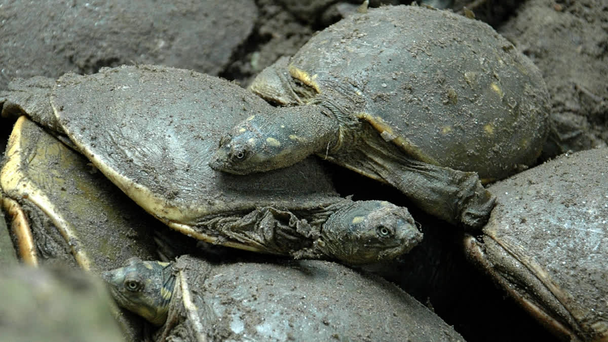 Galapagos Tortoises At Philadelphia Zoo Become First-Time Parents At ...