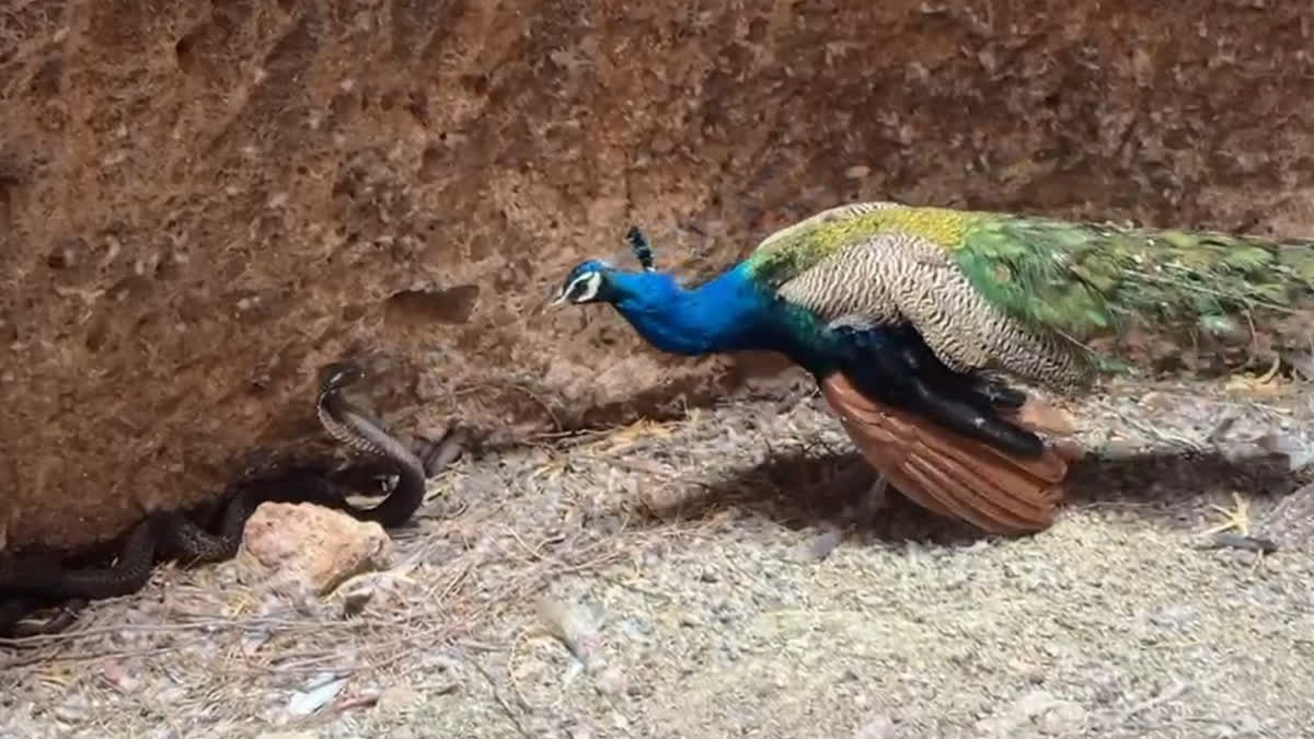 Barmer: Fascinating Peacock-Cobra Duel After Being Trapped Inside A ...