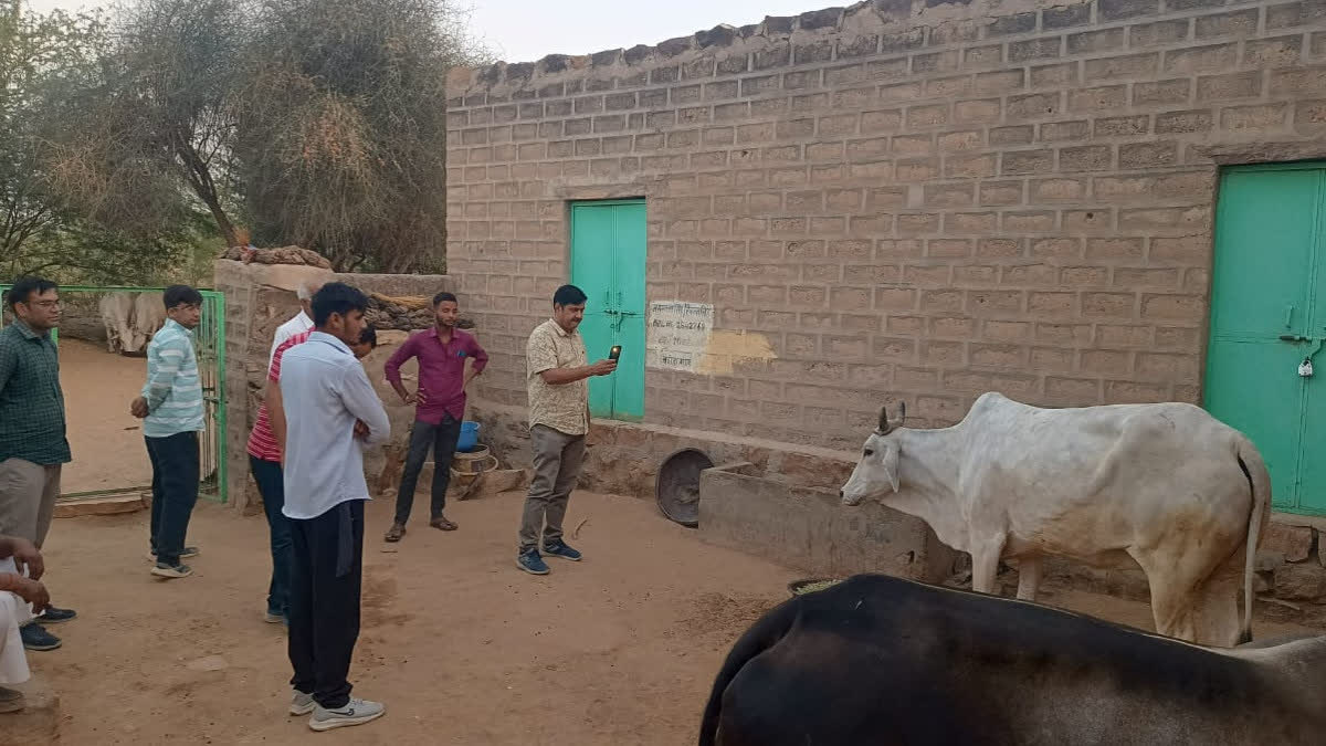 जैसलमेर में 'कर्रा रोग' का कहर, अब तक 500 से अधिक गोवंश की मौत, जयपुर ...