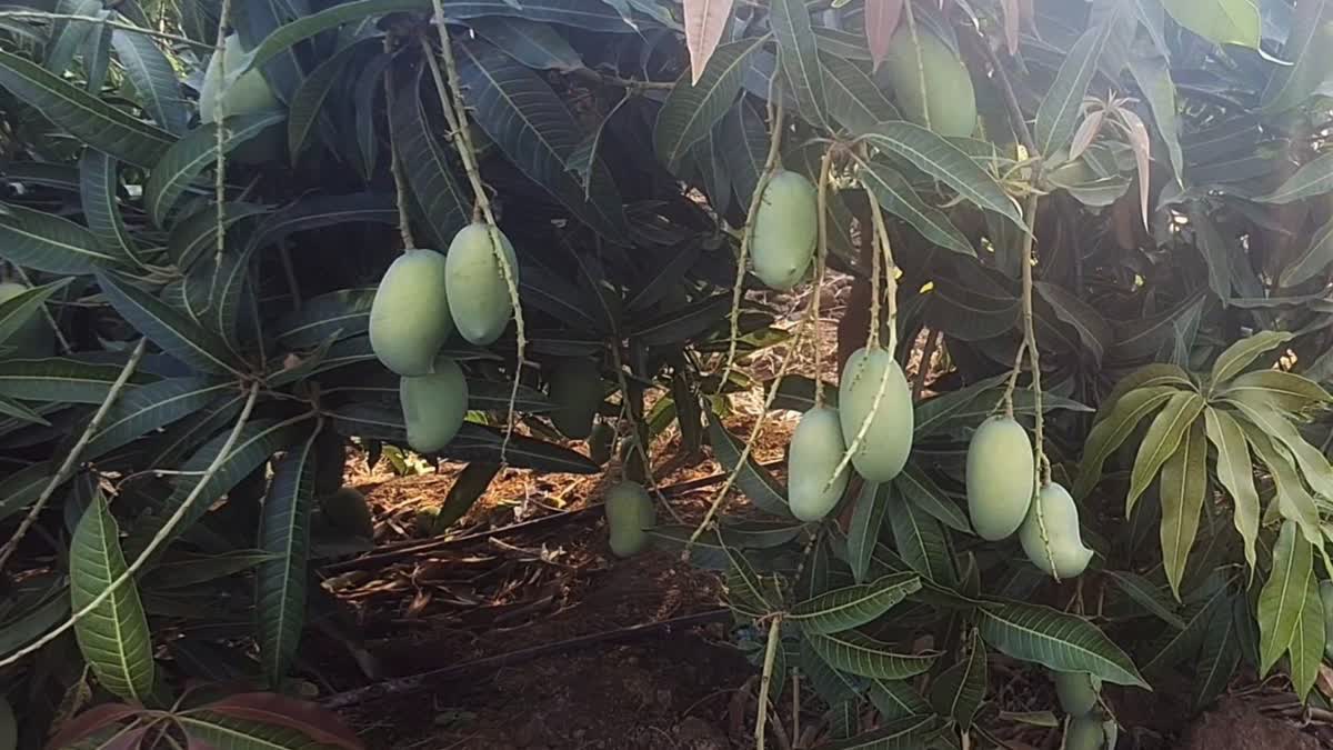 'Higher Mango Yields With Israeli Technology': Maharashtra Farmer Grows ...