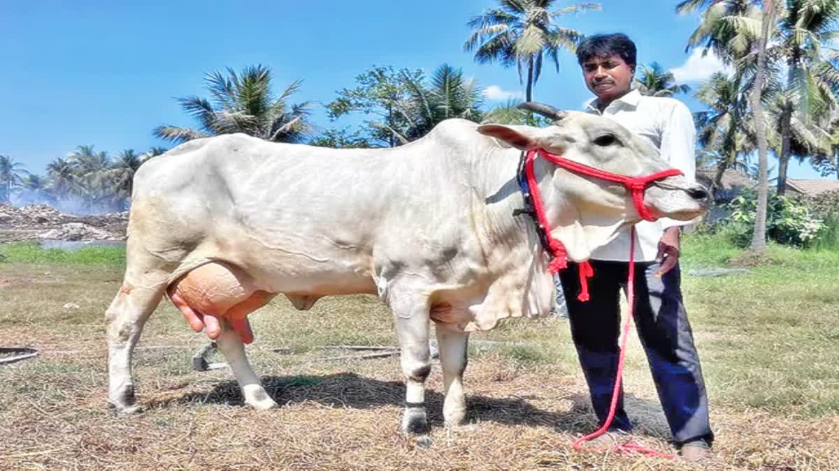 ఒంగోలు ఆవు న్యూ రికార్డు - ఒక్క రోజులోనే 20 లీటర్ల పాలు