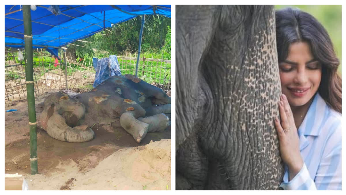 Geeta, Priyanka Chopra's Elephant Co-Star Of 'Awesome Assam' Campaign Fights For Life, Mahout ...