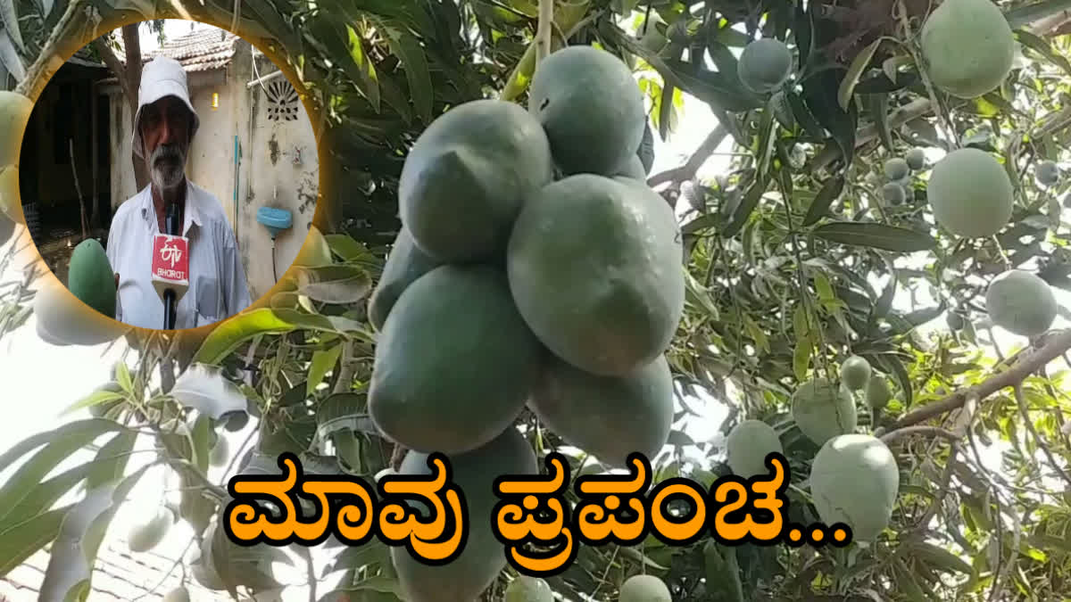ಅದ್ಭುತ..! ಅಚ್ಚರಿ..!; ಒಂದೇ ಮಾವಿನ ಮರದಲ್ಲಿ 12 ಬಗೆಯ ಮಾವಿನ ಹಣ್ಣುಗಳು!; ಮಾವು ...