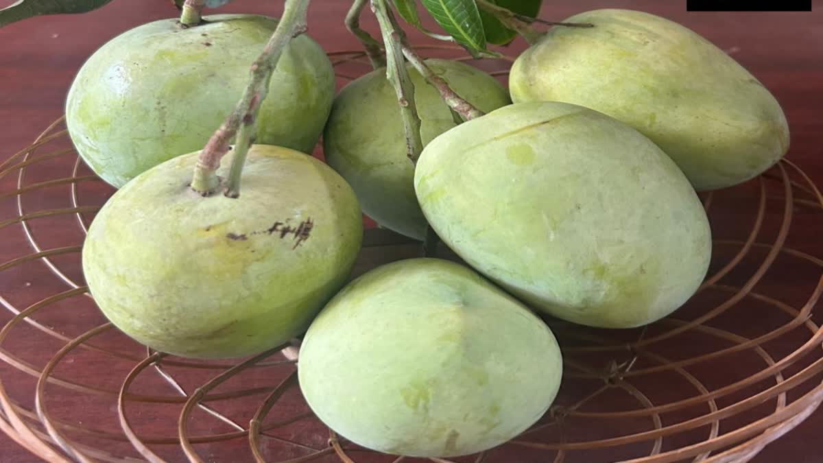 ‘Sindoor’ Mango: A Juicy Tribute To Operation Sindoor Heroes By ...