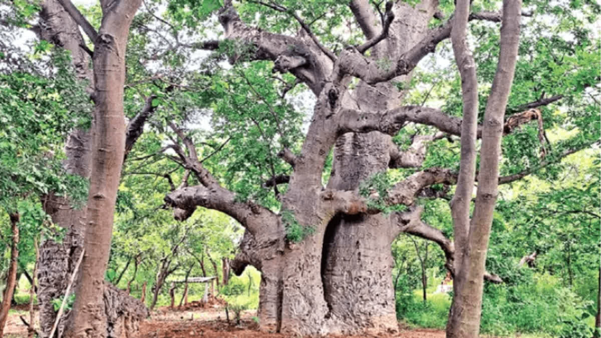 Centuries-Old African Baobabs: Ancient Trees Call For Urgent ...