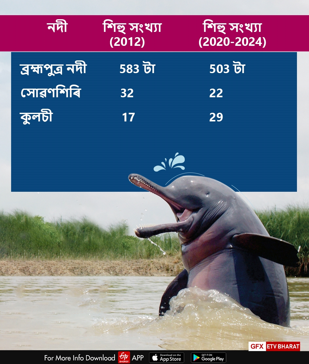 উদ্বেগকজন: বৰাক নদী বিলুপ্ত দিশে ডলফিনৰূপে জনাজাত শিহু: বিশেষজ্ঞৰ মতে ...
