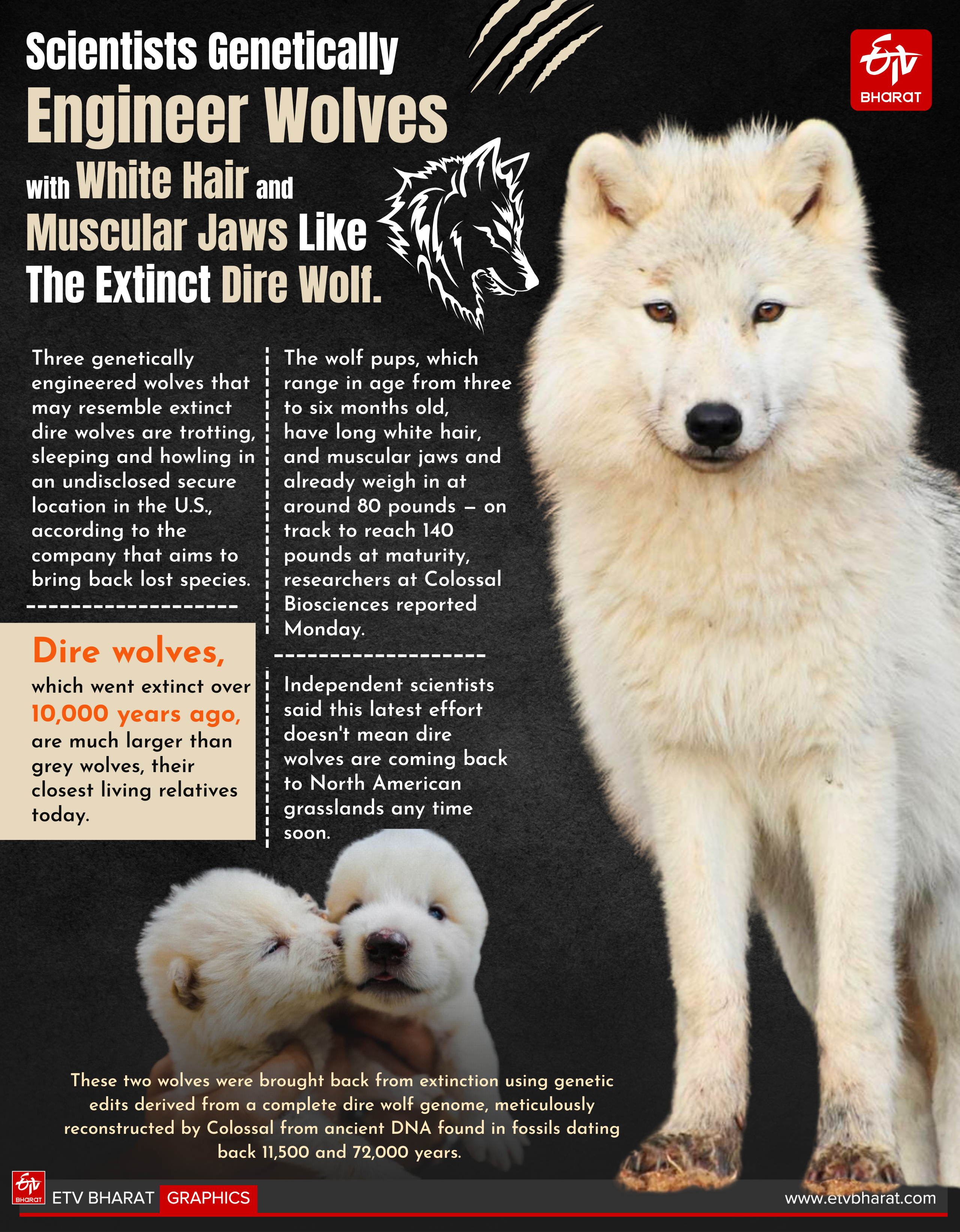 Scientists Genetically Engineer Wolves With White Hair And Muscular ...