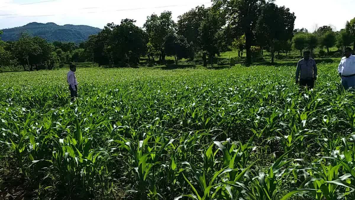 Shahdol Weather News: लंबे अरसे बाद बरसे हैं बदरा, जानिए अभी और कब तक ...