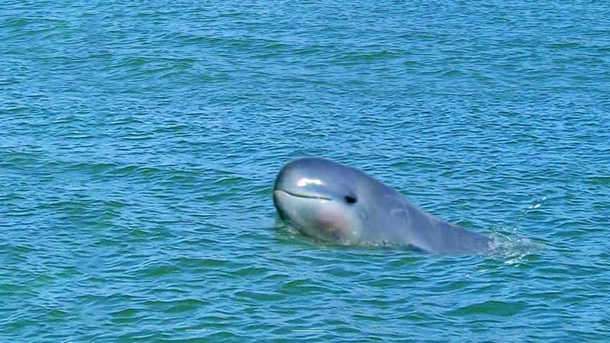ଓଡ଼ିଶାରେ ପ୍ରଥମ, ଡଲଫିନ-ସାମୁଦ୍ରିକ କଇଁଛ ପାଇଁ ସଚେତନତା ମାସ