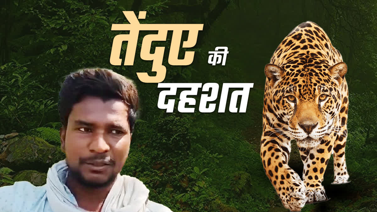 दिल्ली के यमुना बायोडायवर्सिटी पार्क में मिले तेंदुए के पंजों के निशान ...