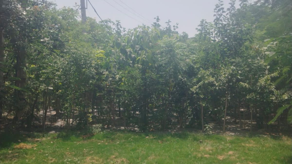 Faridabad Residents Create Mini Forest To Beat The Heat