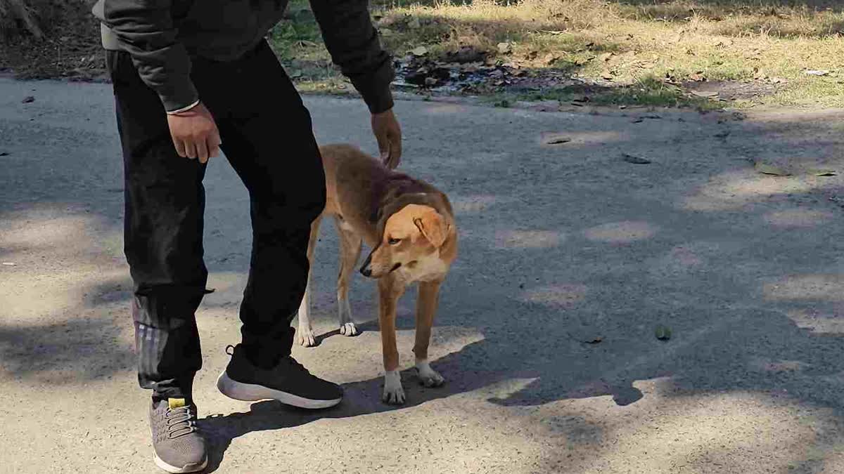 Deadly Parvovirus Spreading Among Dogs In Jharkhand’s Hazaribagh