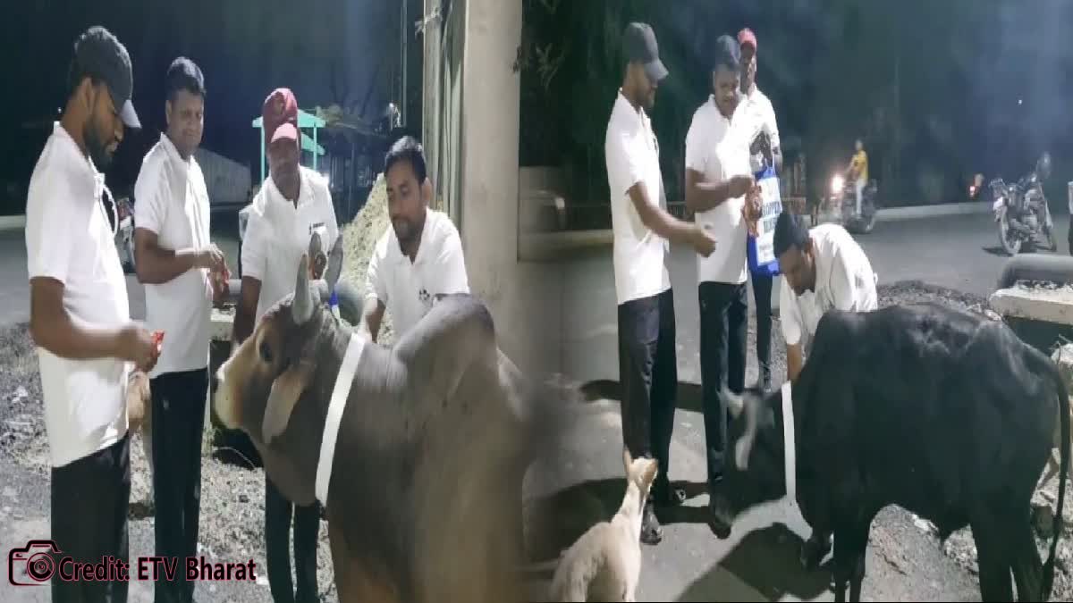 ବୁଲା ଗାଈଗୋରୁ ଦୁର୍ଘଟଣାରୁ ବଞ୍ଚାଇବ ରେଡିୟମ ବ୍ୟାଣ୍ଡ - Radium neck band for cows