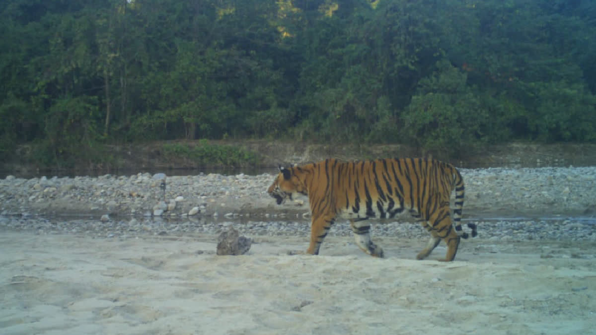 Arunachal Pradesh's Pakke Tiger Reserve Camera Traps Spot Nine Tigers