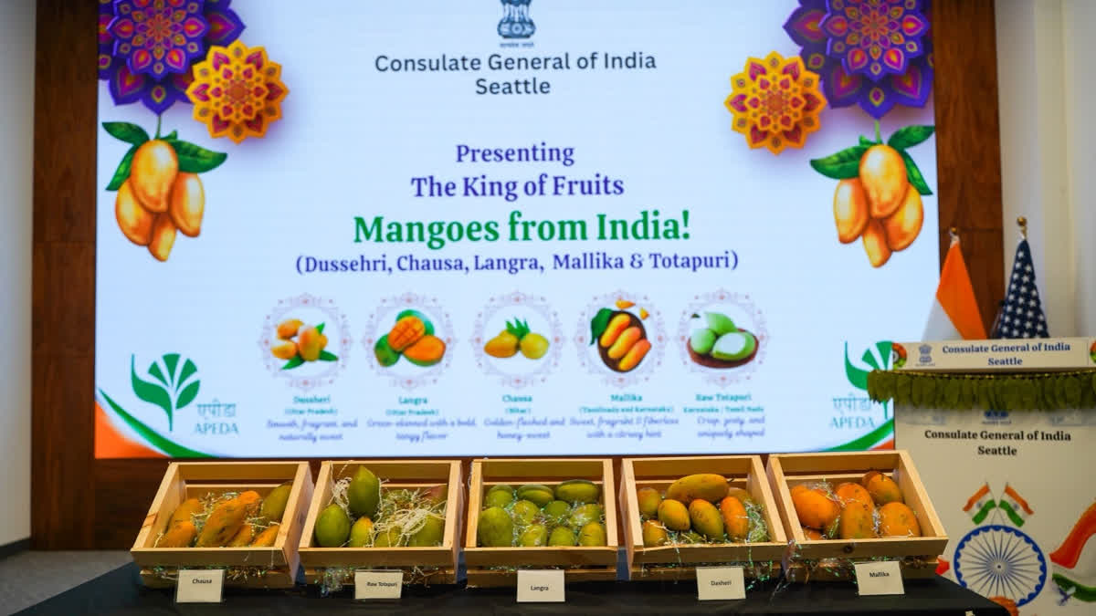 From Orchards To Seattle Tables: Indian Mangoes Charm US City