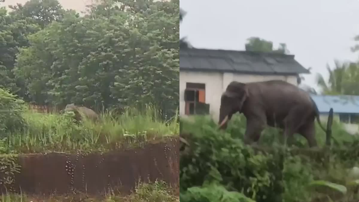 Wild Elephant Enters In Ulikkal Kannur കണ്ണൂരിലെ ജനവാസ മേഖലയി ...
