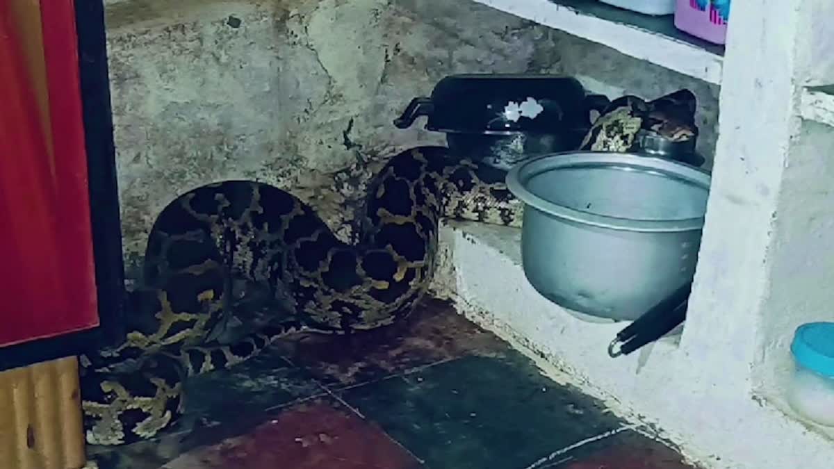 వంటింట్లో 12 అడుగుల కొండచిలువ భయంతో పరుగులు Python Creat Panic Situations In Bapatla District 